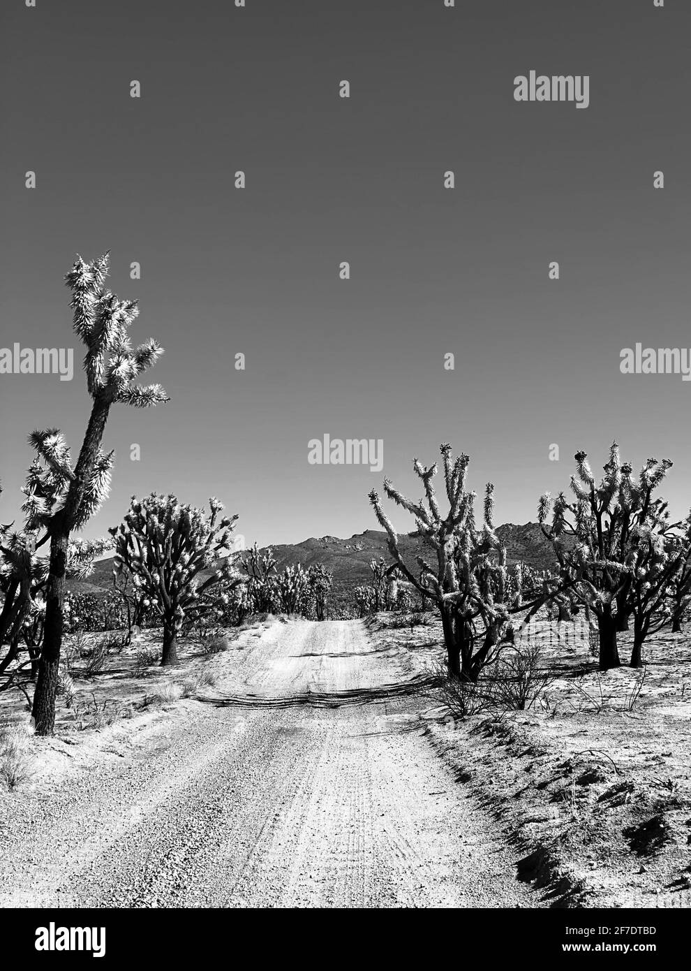Dead joshua tree Black and White Stock Photos & Images - Alamy