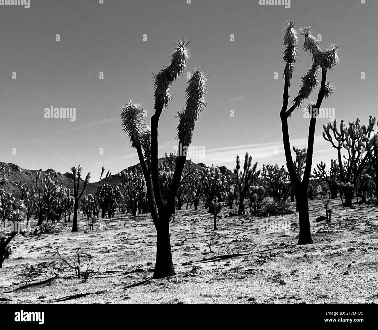 Dead joshua tree Black and White Stock Photos & Images - Alamy