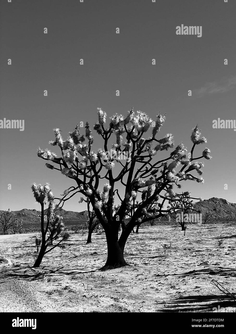 Dead joshua tree Black and White Stock Photos & Images - Alamy