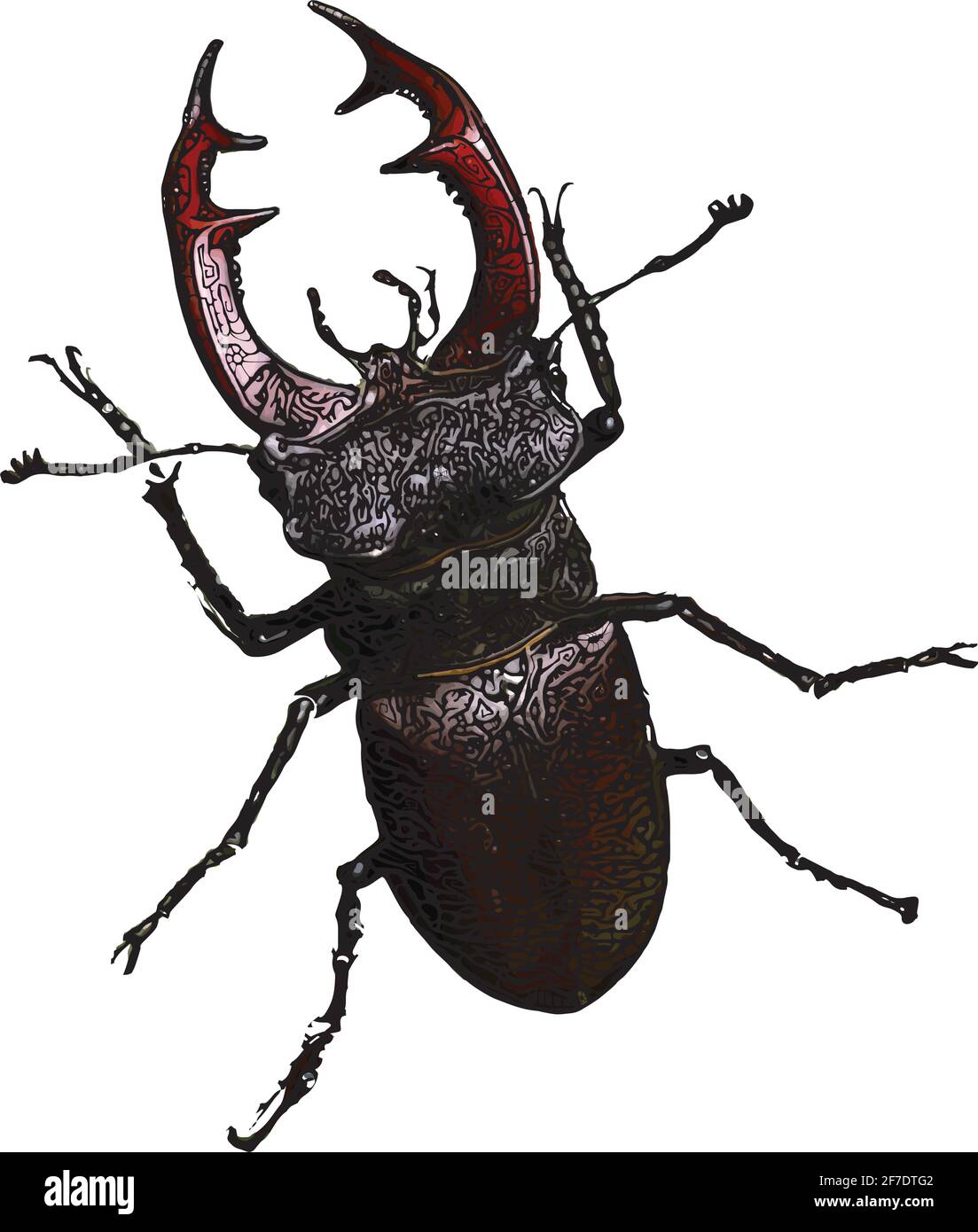 Stag beetle vector illustration isolated on white background Stock ...