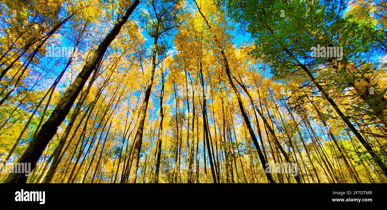 Fall foliage deep in a New England forest Stock Photo - Alamy