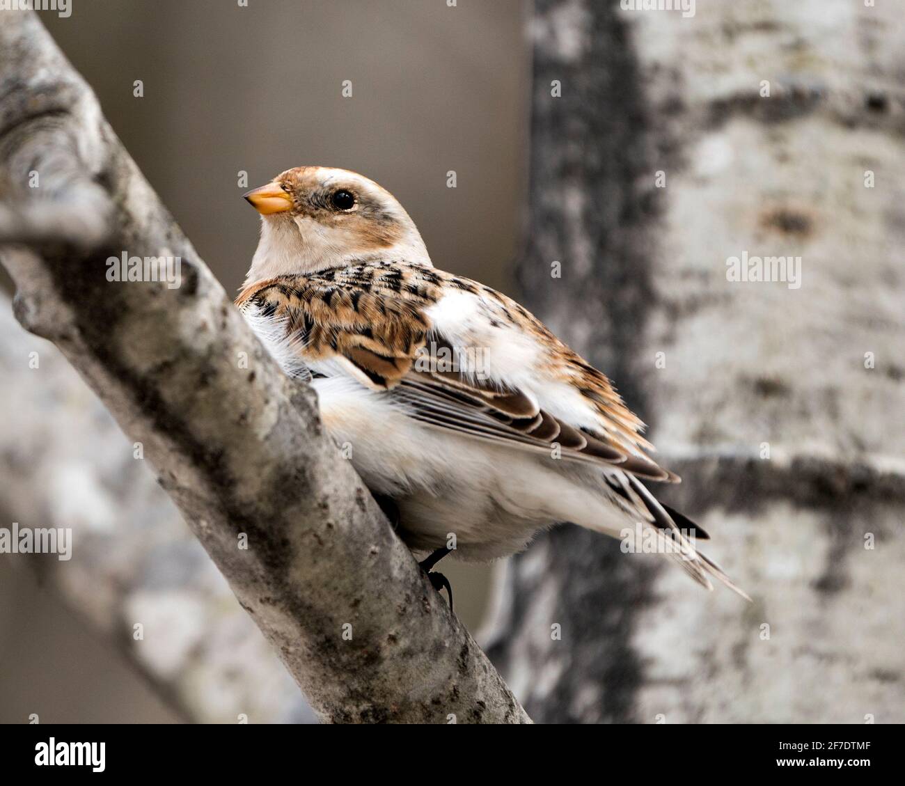 Bunting bird close-up view, perched on a tree branch with a blur ...