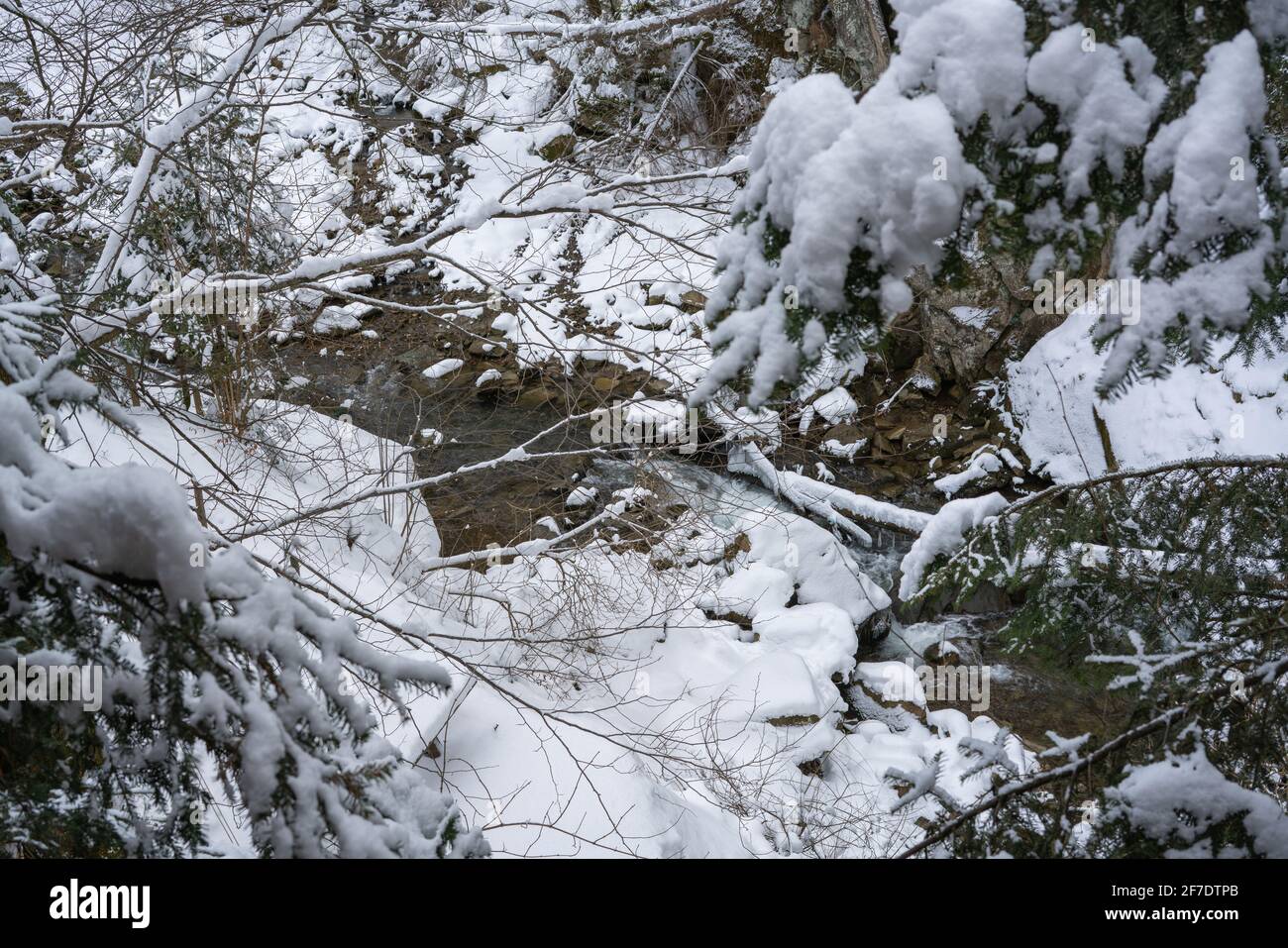 Coniferous forest, fir trees, mountain stream in winter in the snow ...