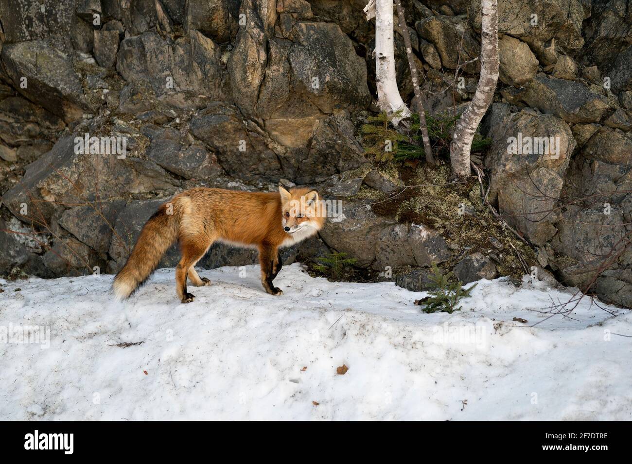 Red fox close-up profile side view in the winter season in its ...