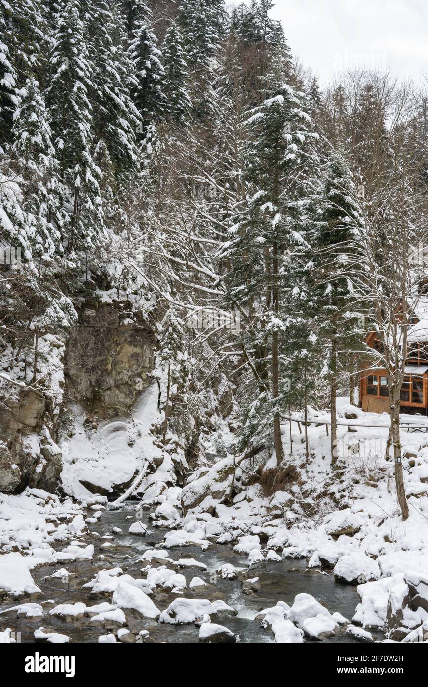 Coniferous forest, fir trees, mountain stream in winter in the snow ...