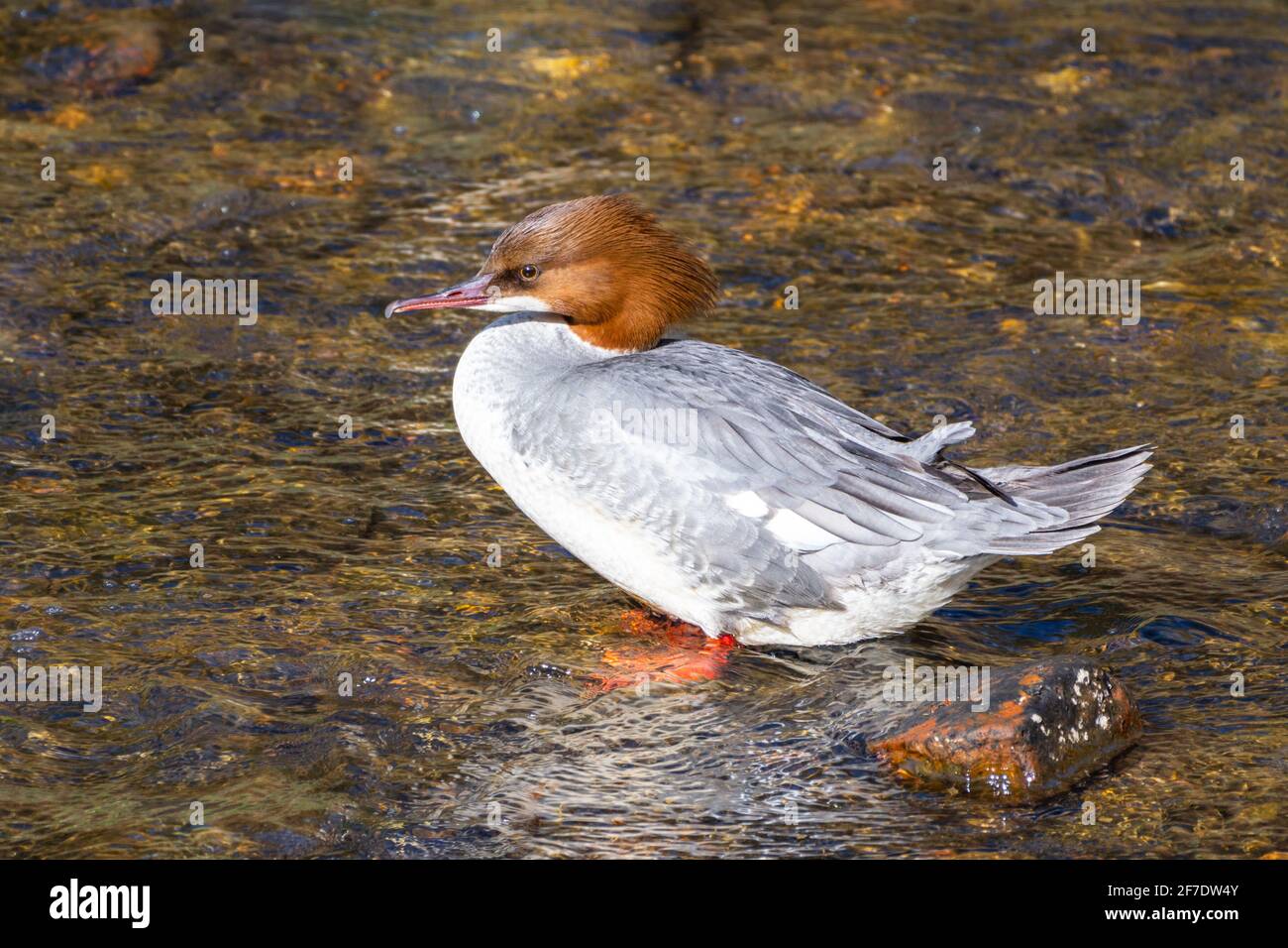 Mrs goosander hi-res stock photography and images - Alamy