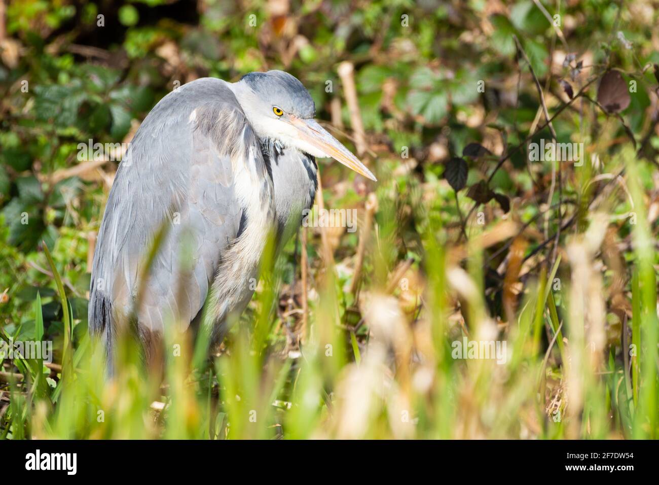 Juvenile grey heron hi-res stock photography and images - Alamy