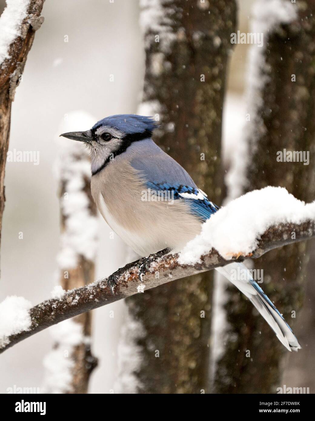 Blue jay educational image hi-res stock photography and images - Alamy