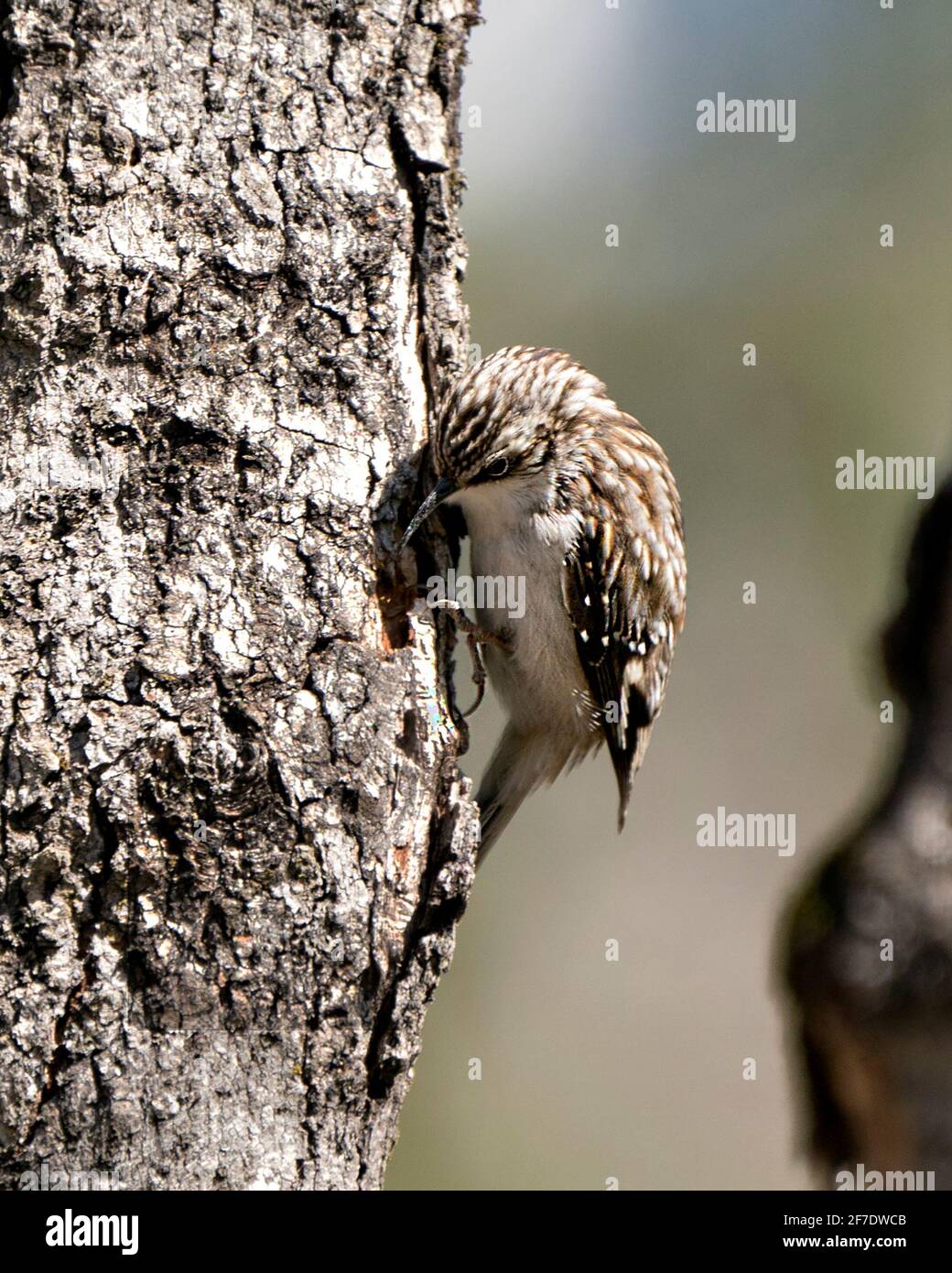 Brown Creeper bird close-up on a tree trunk looking for insect in its ...