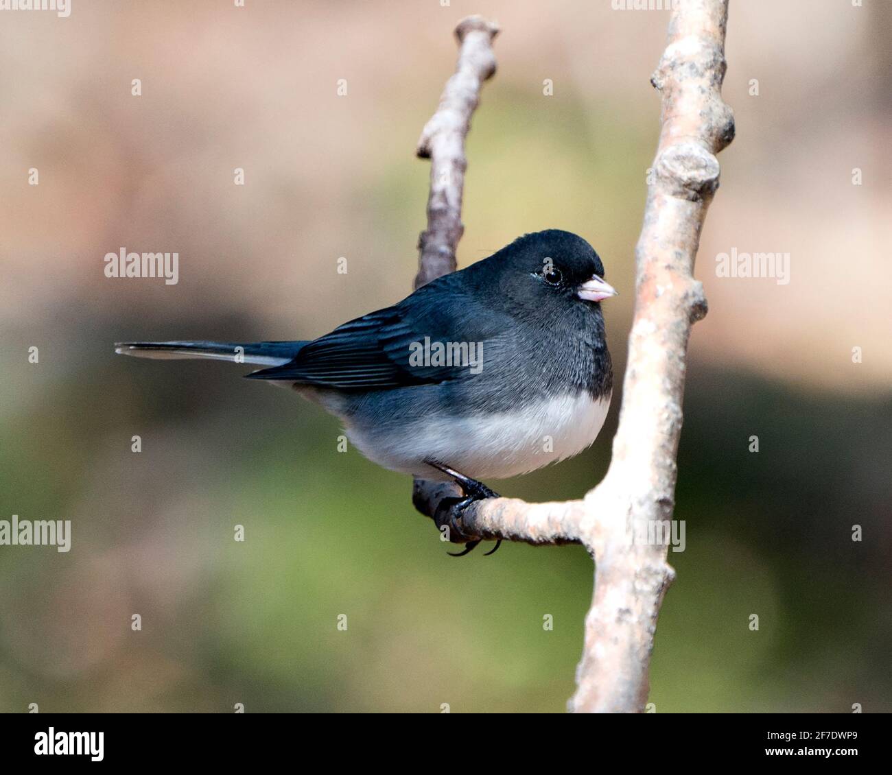 Junco bird perched on a branch displaying grey feather plumage, head ...