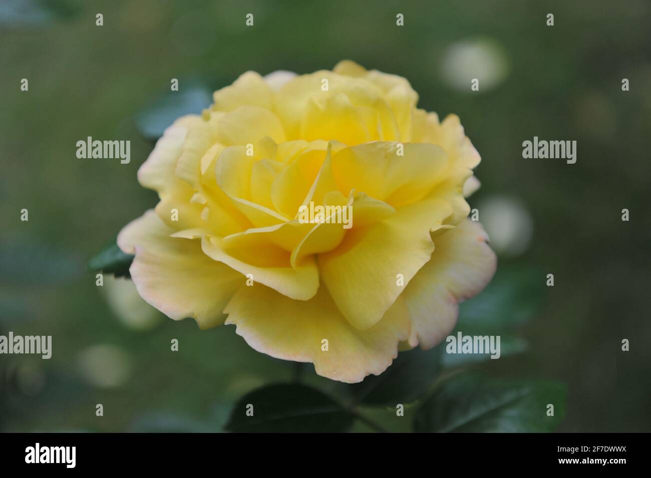 Yellow climbing Floribunda rose (Rosa) Chinatown blooms in a garden in ...