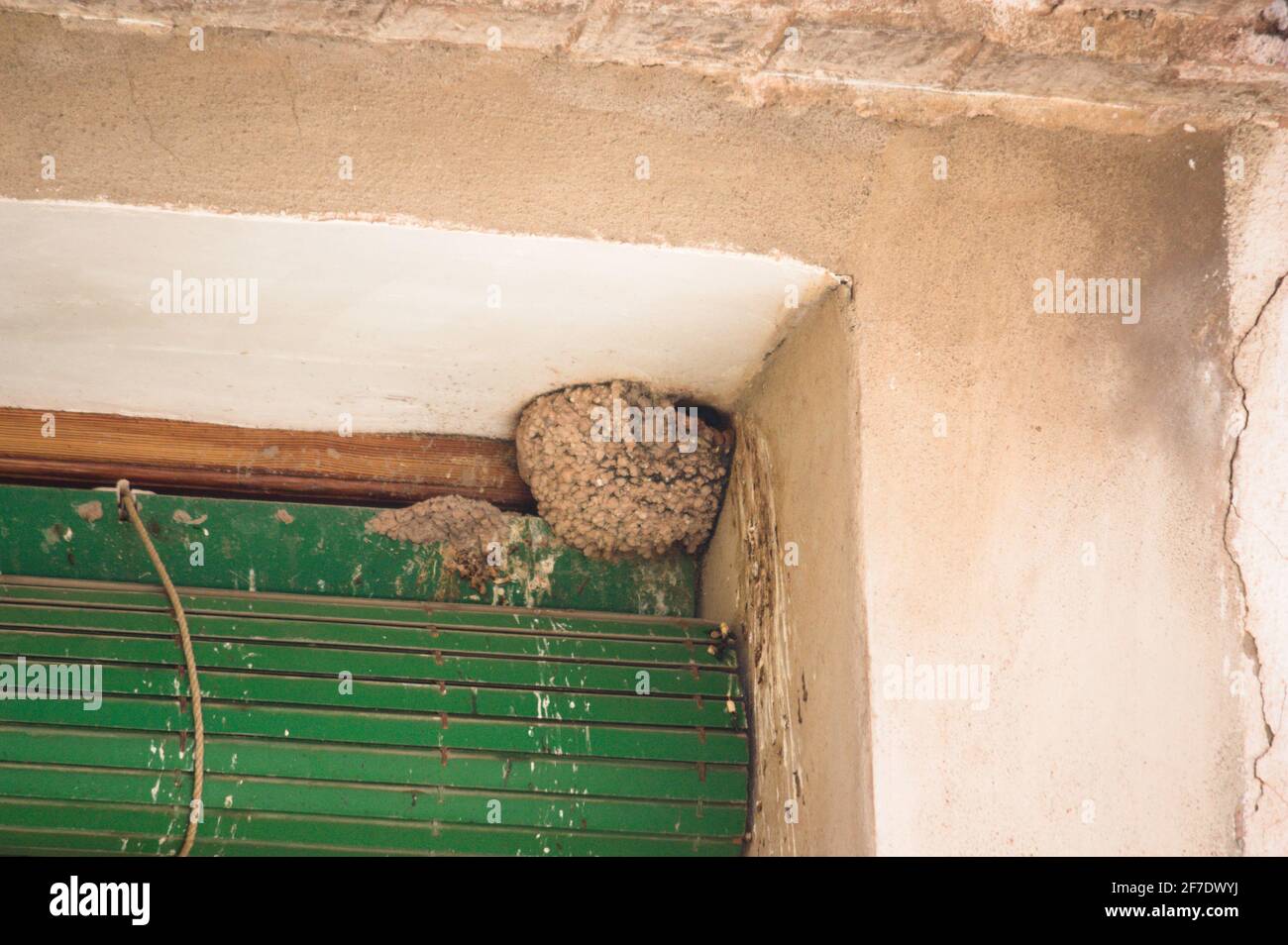 House martin's nest (Delichon urbicum) bird of the swallow family that ...