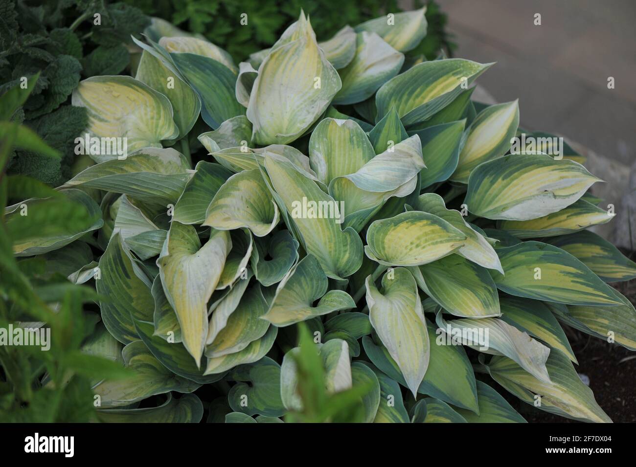 Foliage of Hosta June, destroyed by late frost in a garden in May Stock ...