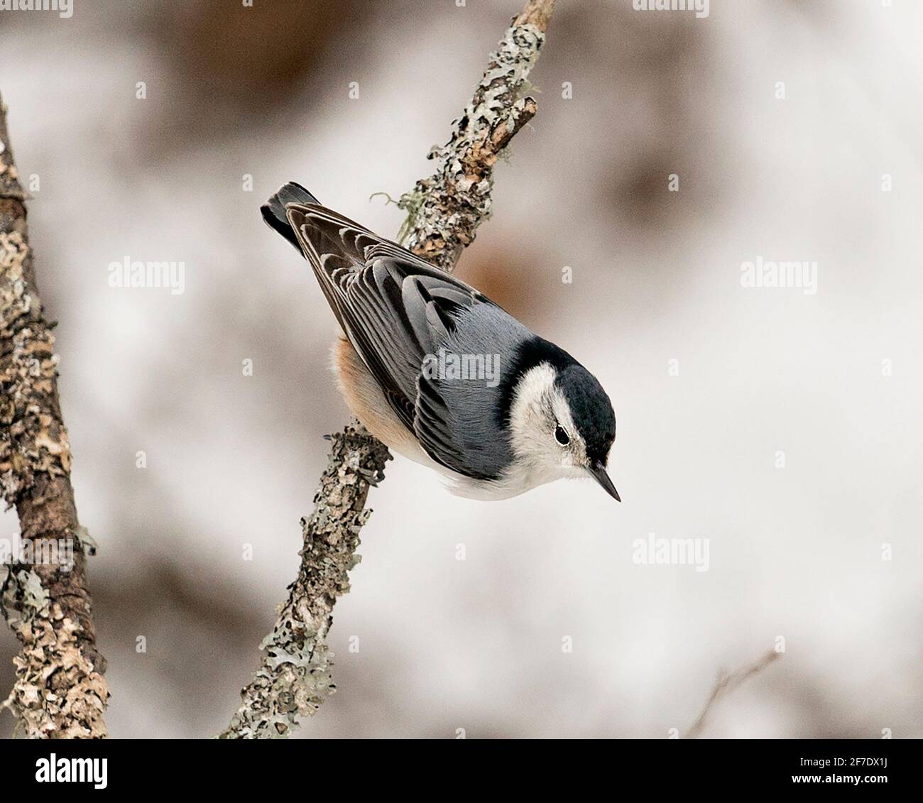 White-Breasted Nuthatch close-up profile view perched on a branch with ...