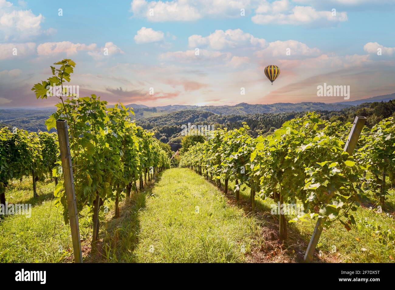 Vineyards with grapevine and winery along wine road with hot air ...