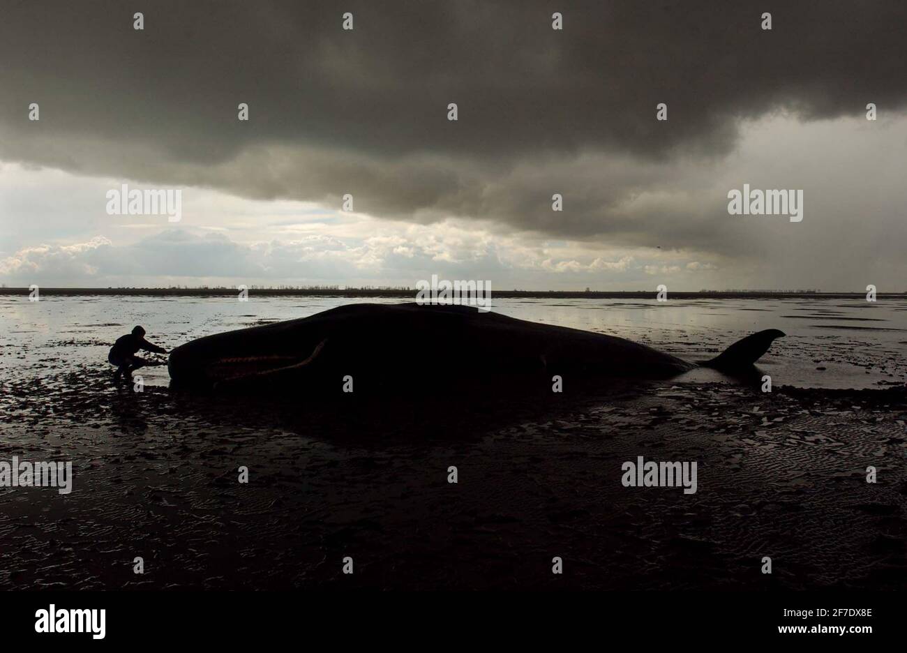 STORMS PASS OVER THE BODY OF THE STRANDED SPERM WHALE AT SUTTON BRIDGE ...
