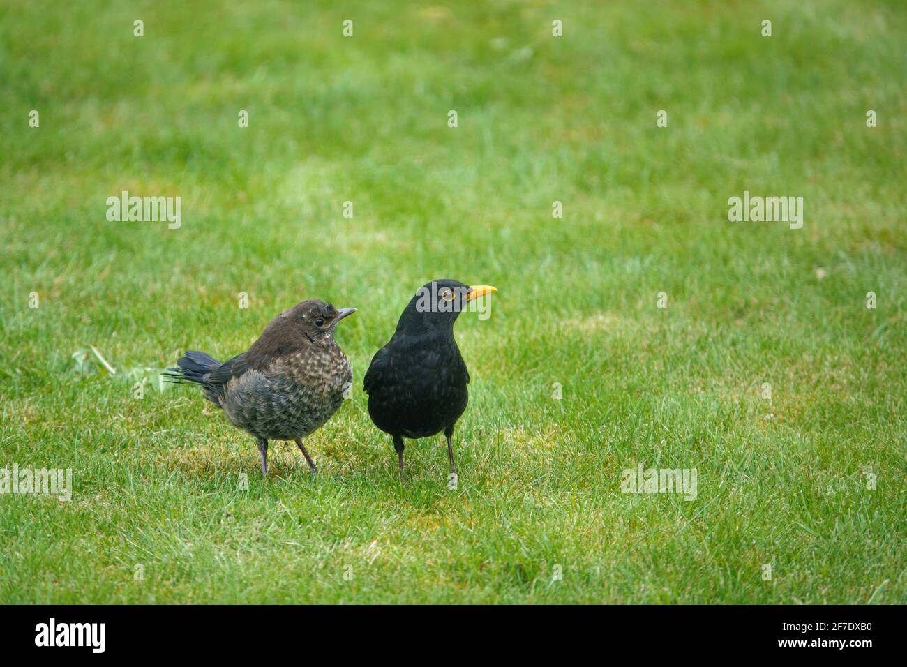 members young and old from a blackbird family (turdus merula) taking ...