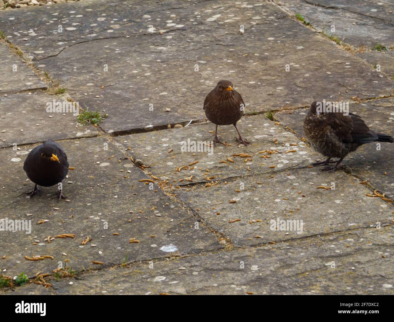 members young and old from a blackbird family (turdus merula) taking ...