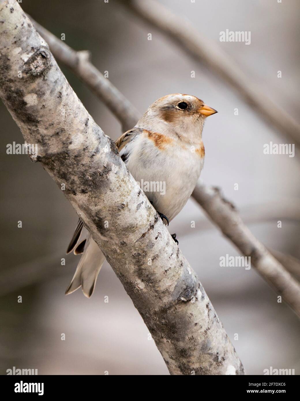 Bunting bird close-up view, perched on a tree branch with a blur ...