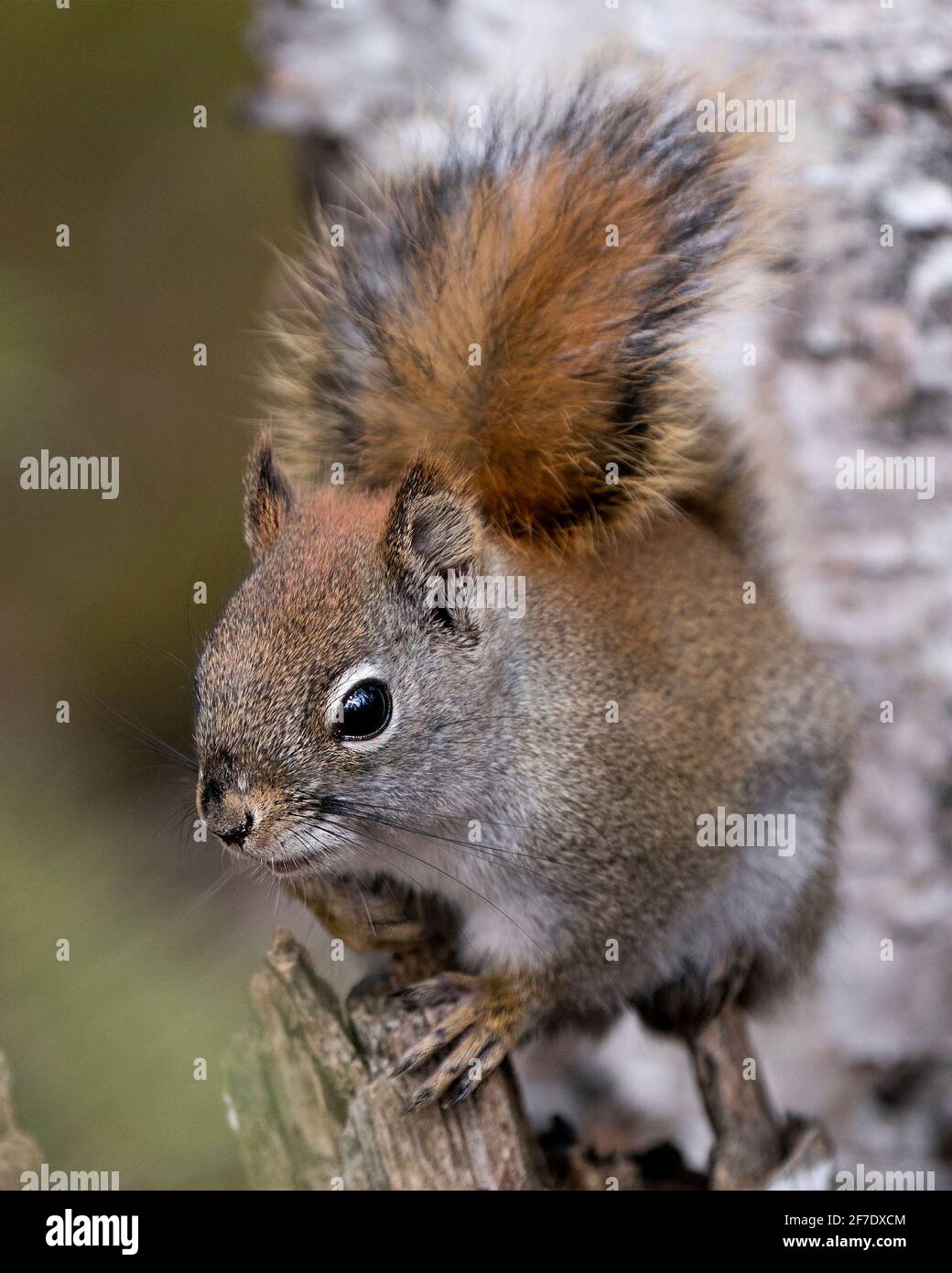Squirrel head close-up front view sitting on a tree stump with a blur ...