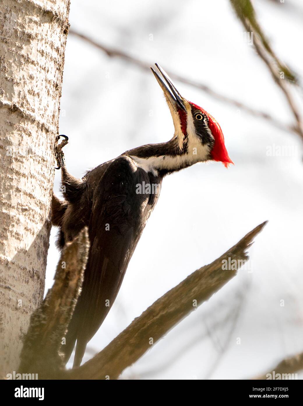 Woodpecker bird close-up profile view perched on a tree trunk with blur ...
