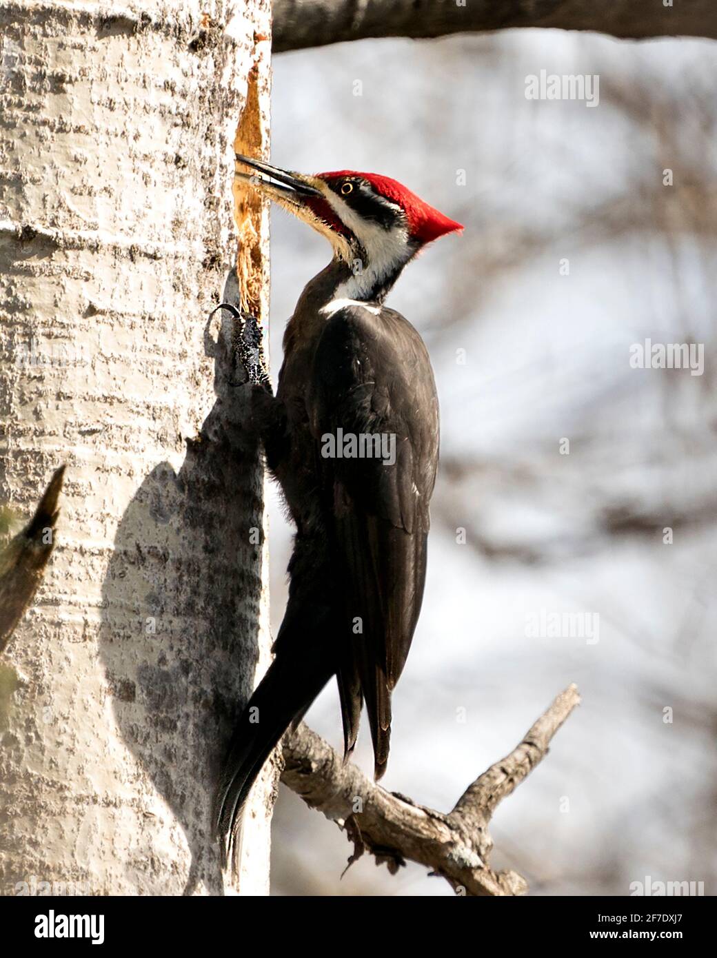 Woodpecker red crest head bird photo hi-res stock photography and ...