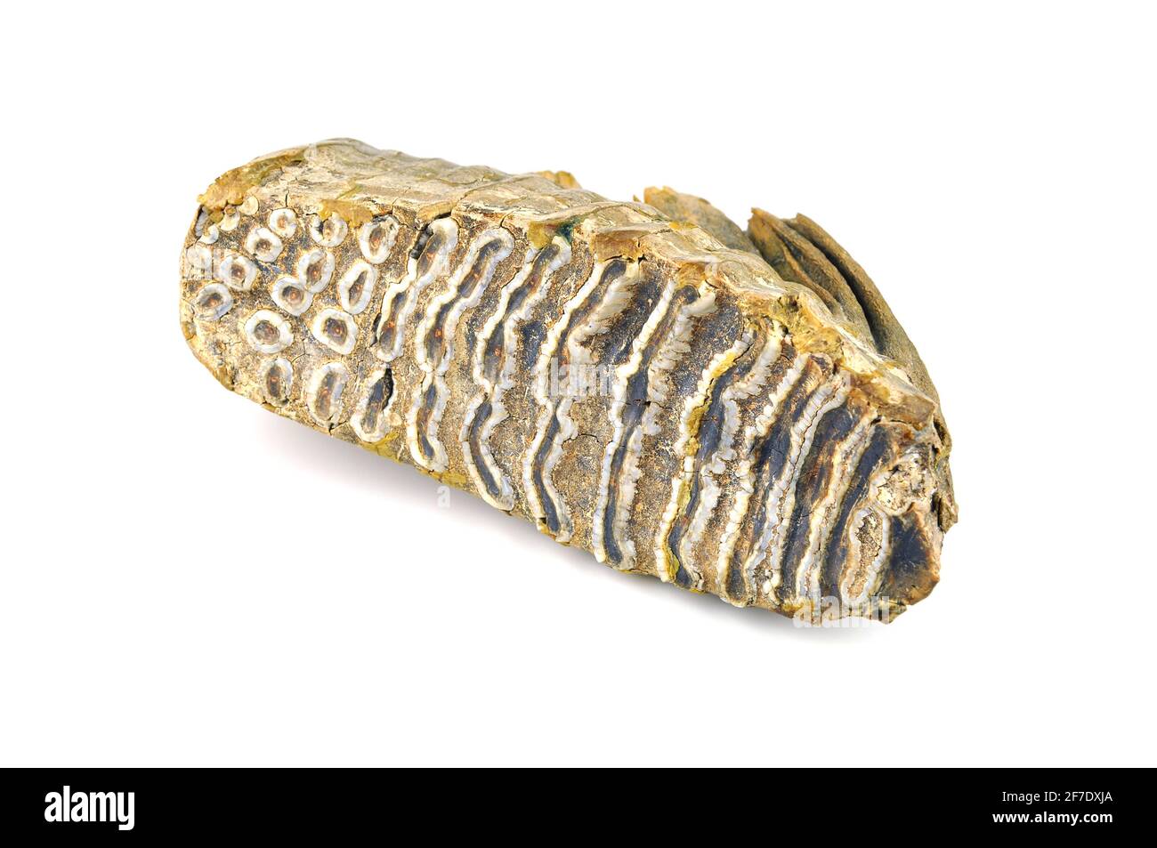 Mammoth tooth isolated on a white background (30,000 years old Stock ...