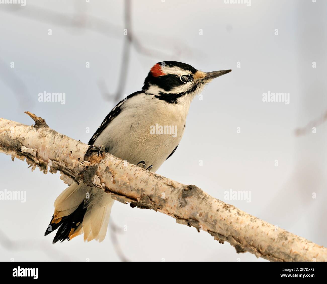 Woodpecker close-up profile view perched on a tree branch with half ...