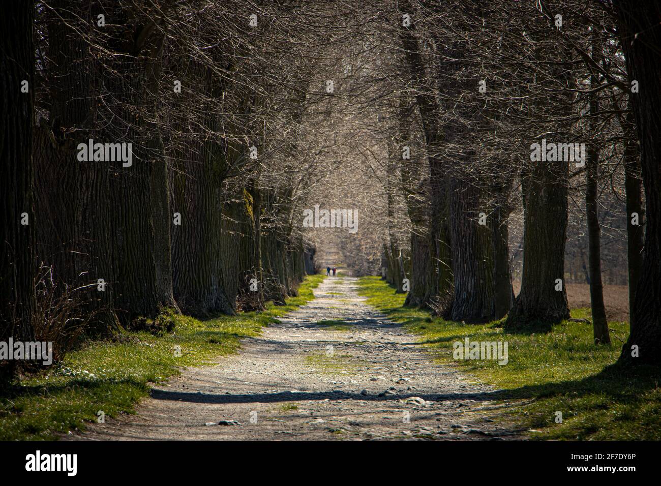 Woodland path without people hi-res stock photography and images - Alamy