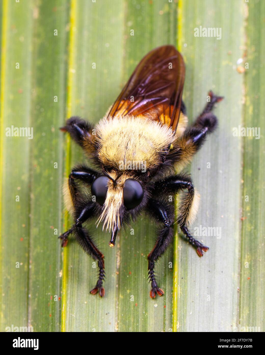 A male midge, Chironomus spp, resting on a leaf Stock Photo - Alamy