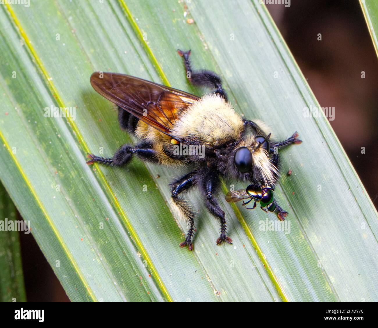 Midge on a leaf hi-res stock photography and images - Alamy