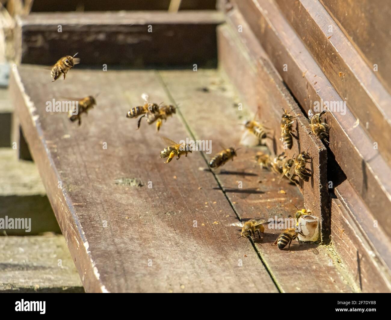 Honey bees entrance hive macro hi-res stock photography and images - Alamy
