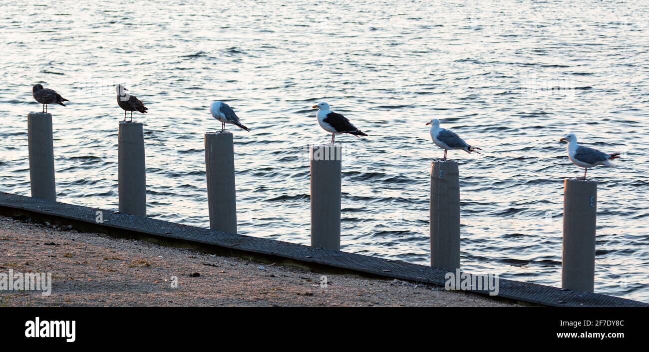 Dock pylons hi-res stock photography and images - Alamy