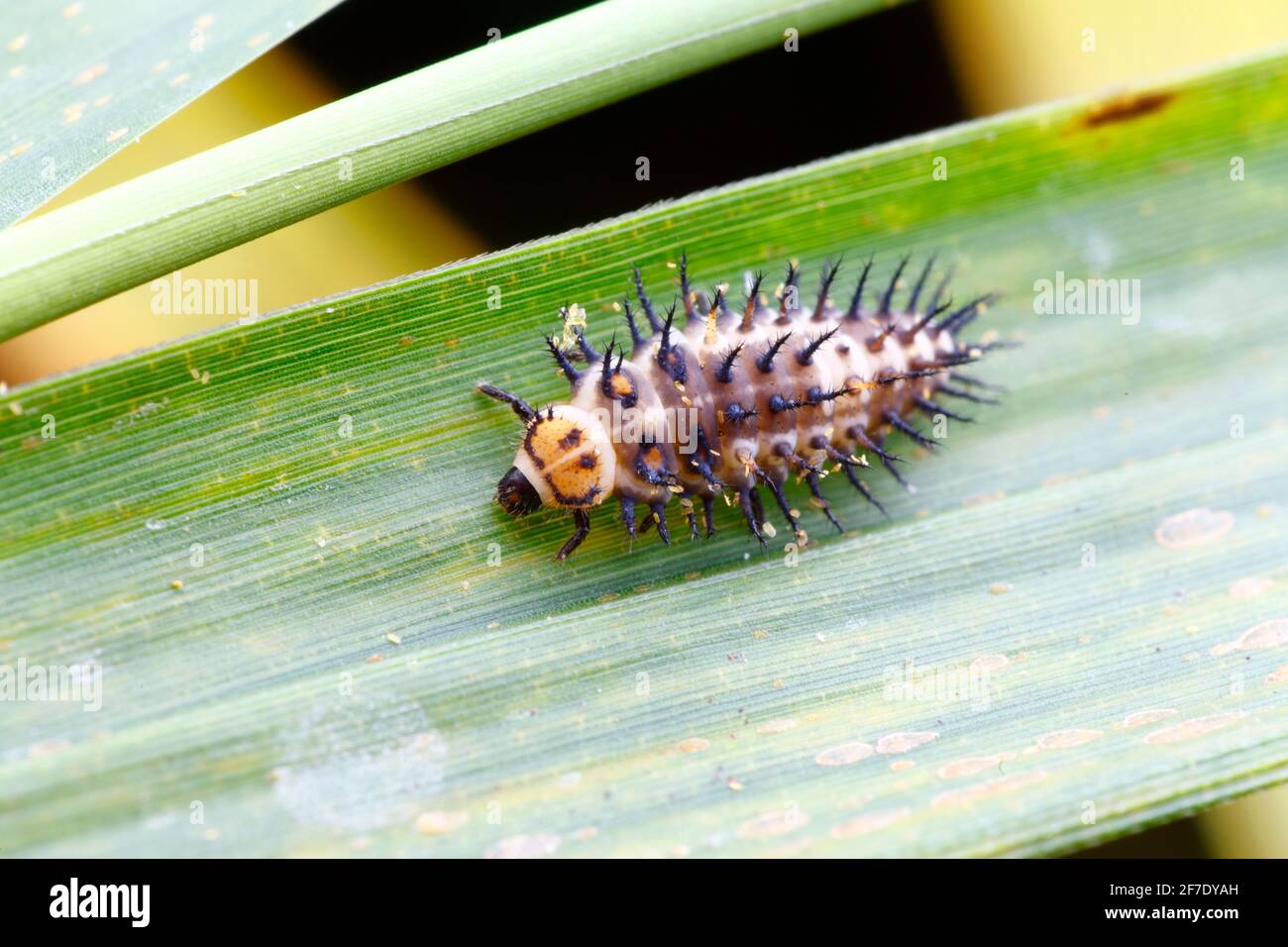 Black ladybird beetle, Chilocorus nigrita, larvae foraging for scale ...