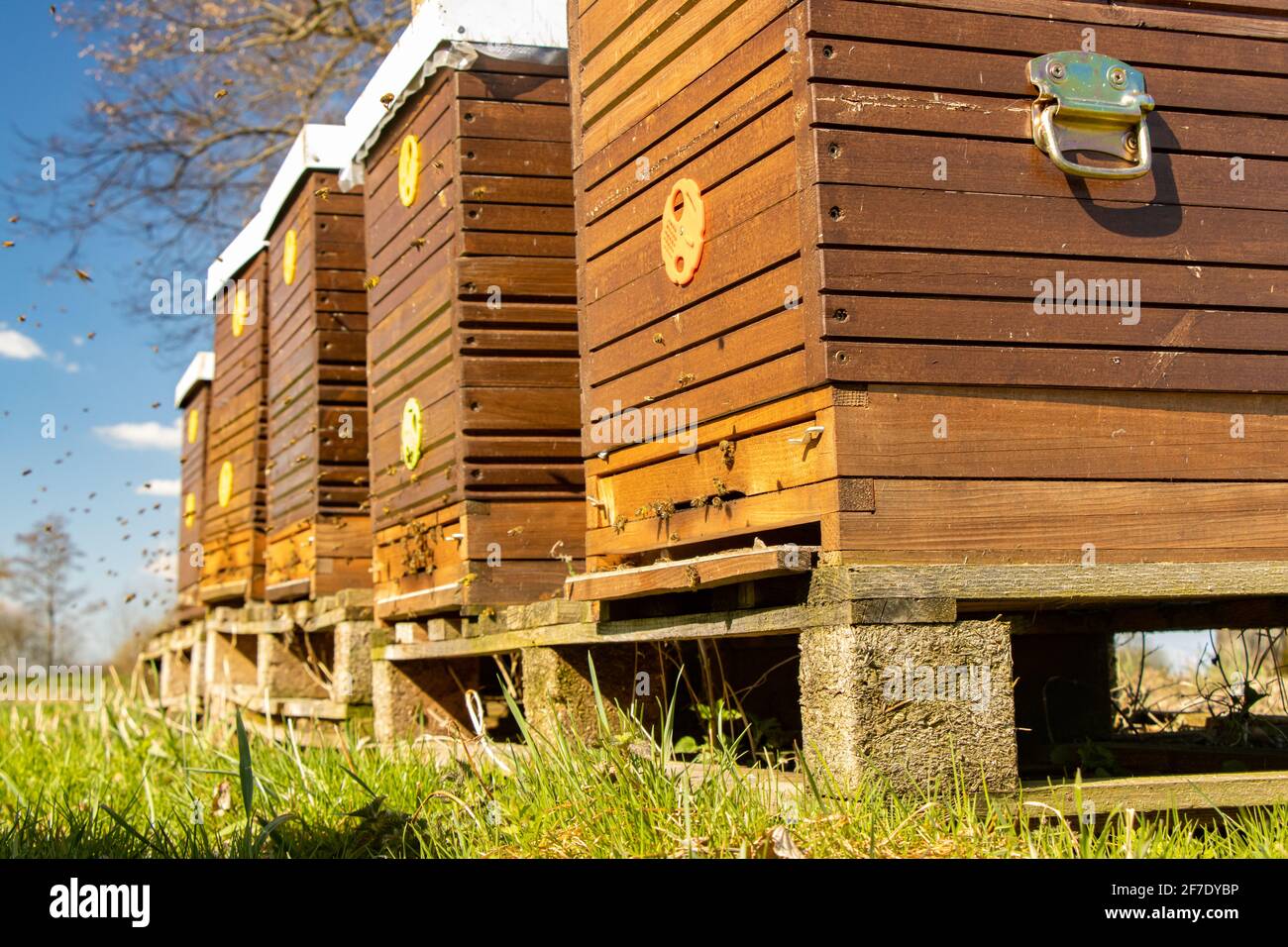 The bee hives with flying bees in spring nature with sunlight Stock ...