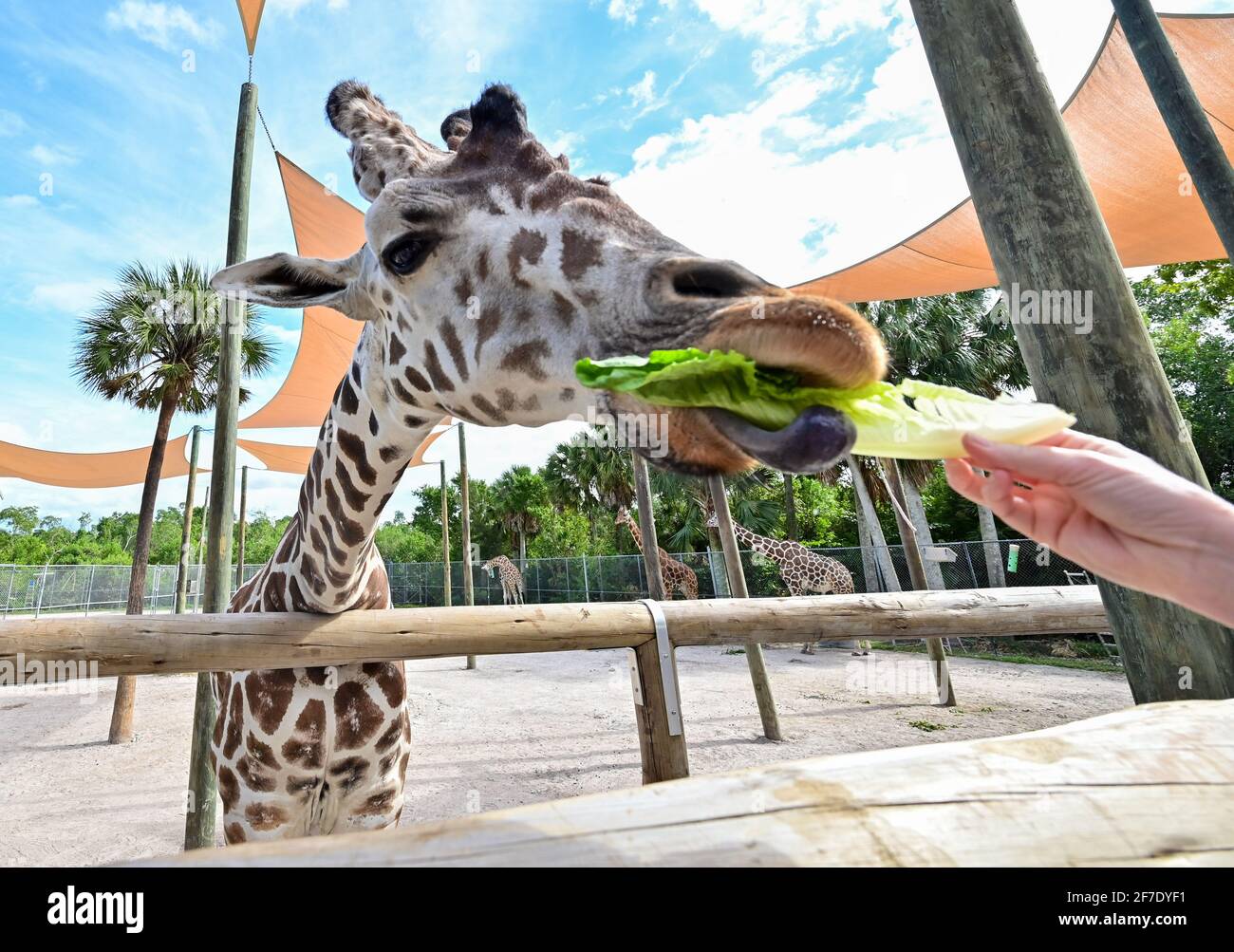 Giraffe conservation foundation hi-res stock photography and images - Alamy