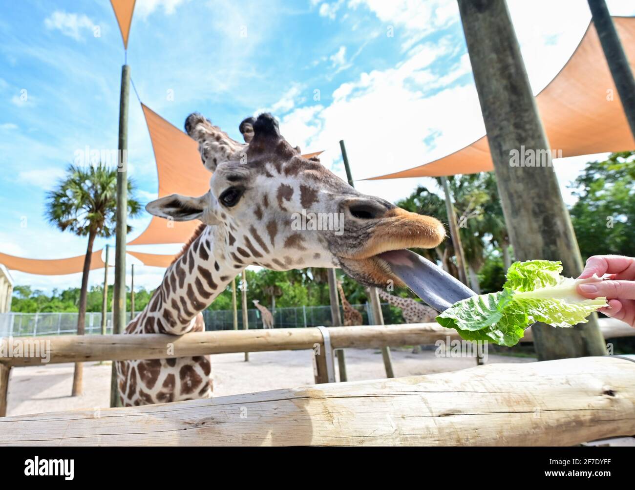 Animal naples zoo florida hi-res stock photography and images - Alamy