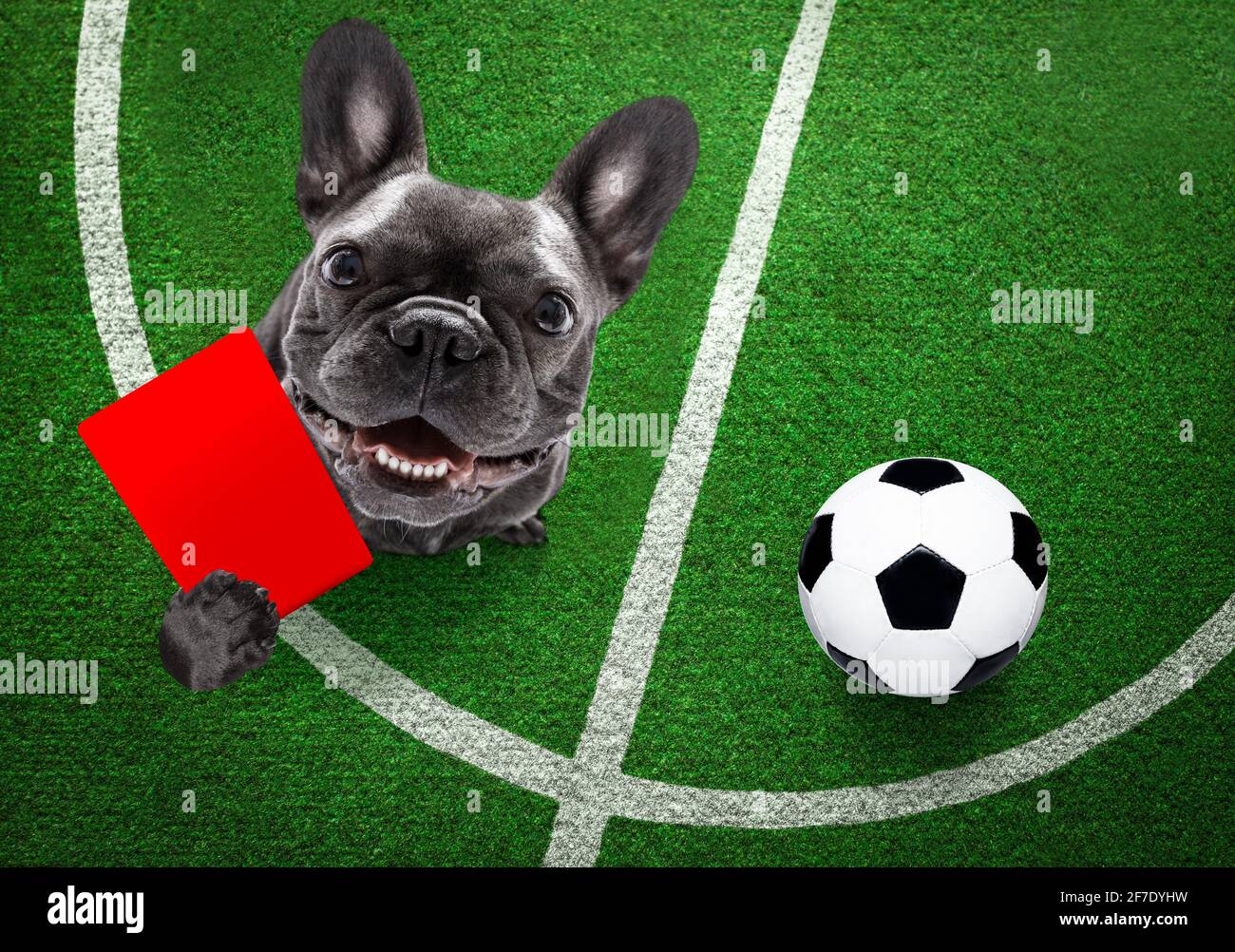 referee arbitrator umpire frech bulldog dog ,showing red card, isolated ...