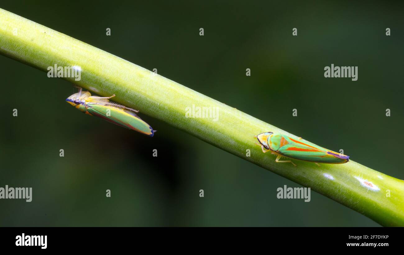 Candy cane leafhoppers on a plant stem Stock Photo - Alamy