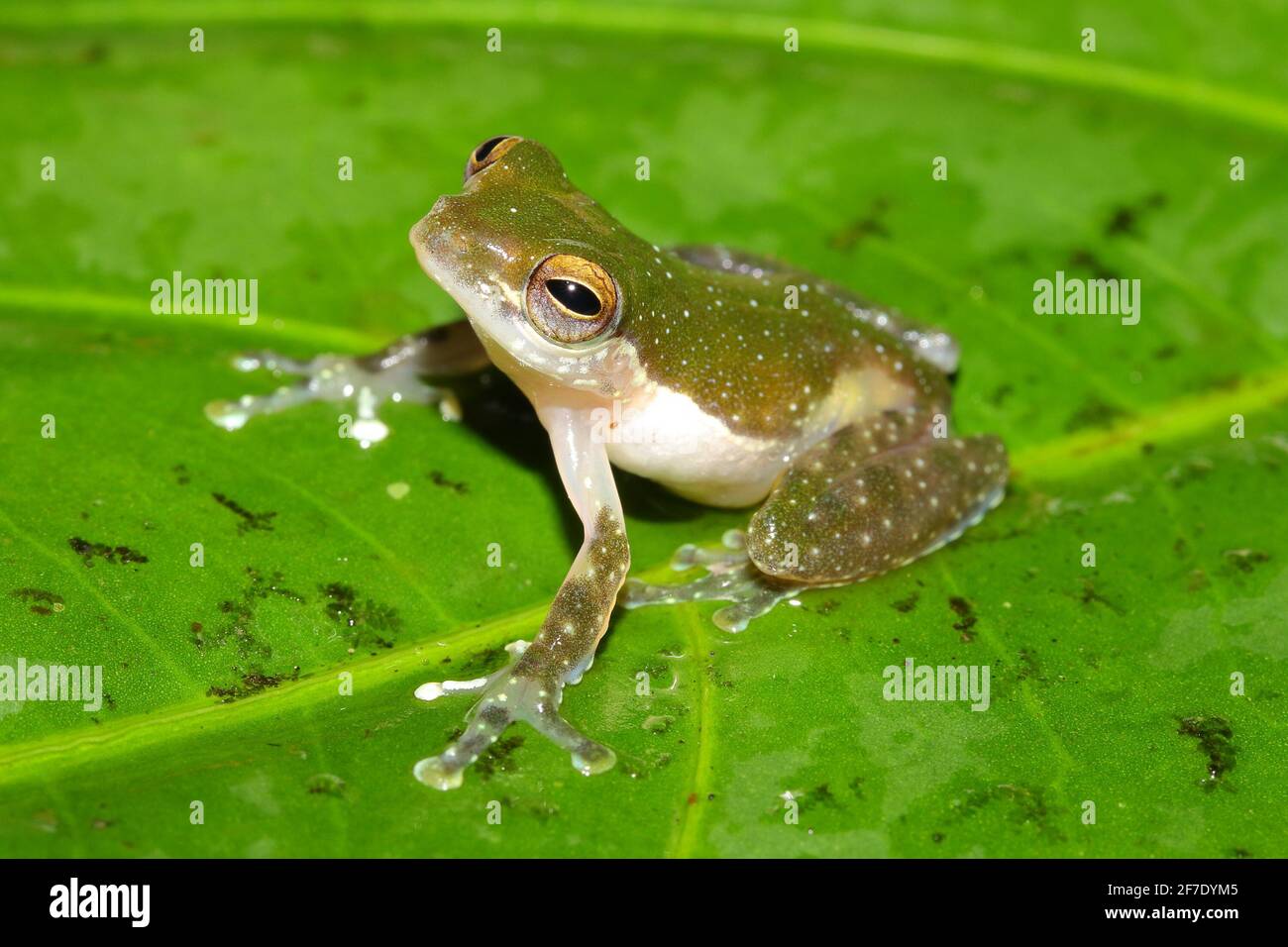 Kajau hi-res stock photography and images - Alamy