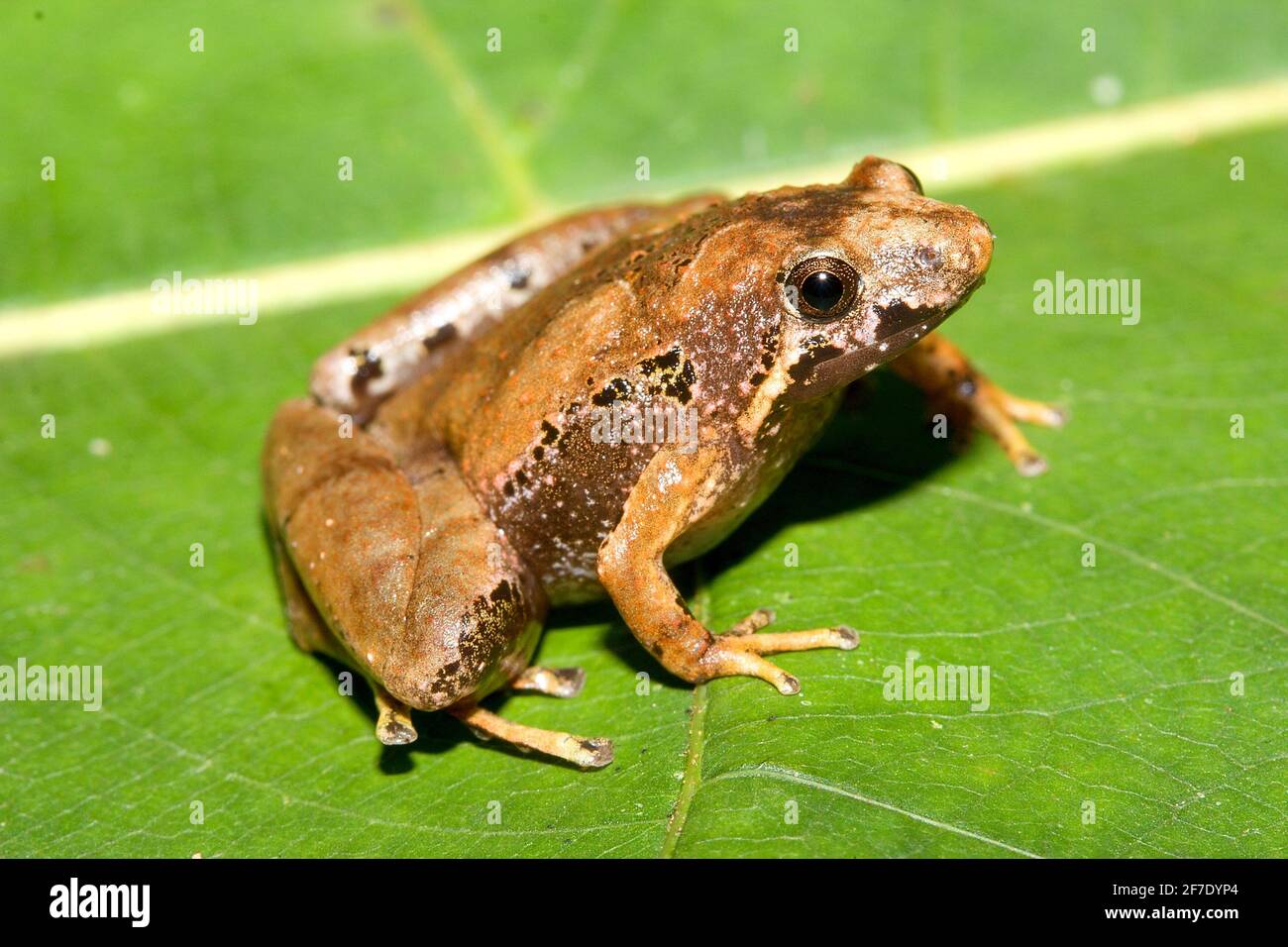 Matang narrow mouthed frog hi-res stock photography and images - Alamy