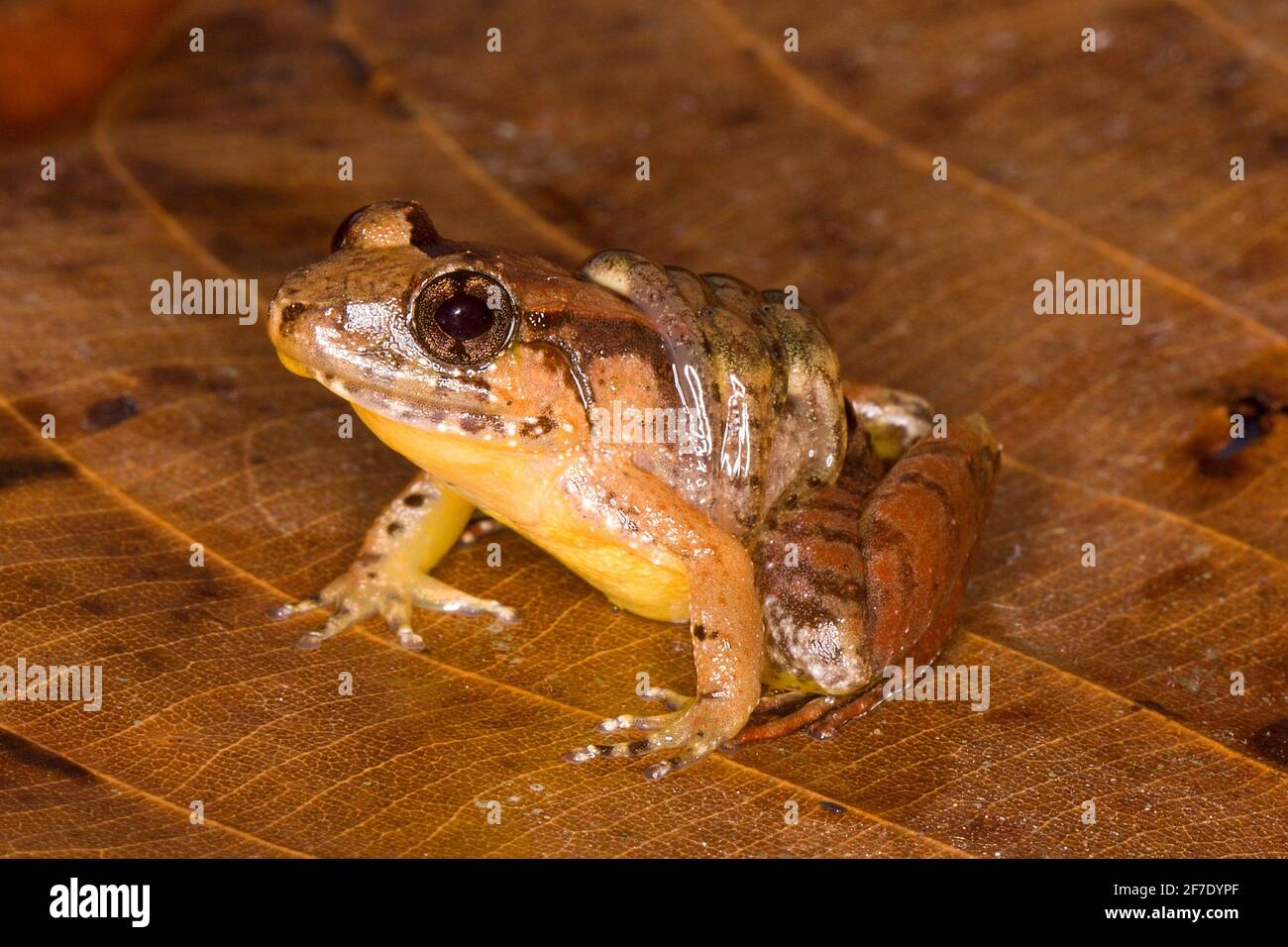 Guardian frog limnonectes palavanensis hi-res stock photography and ...