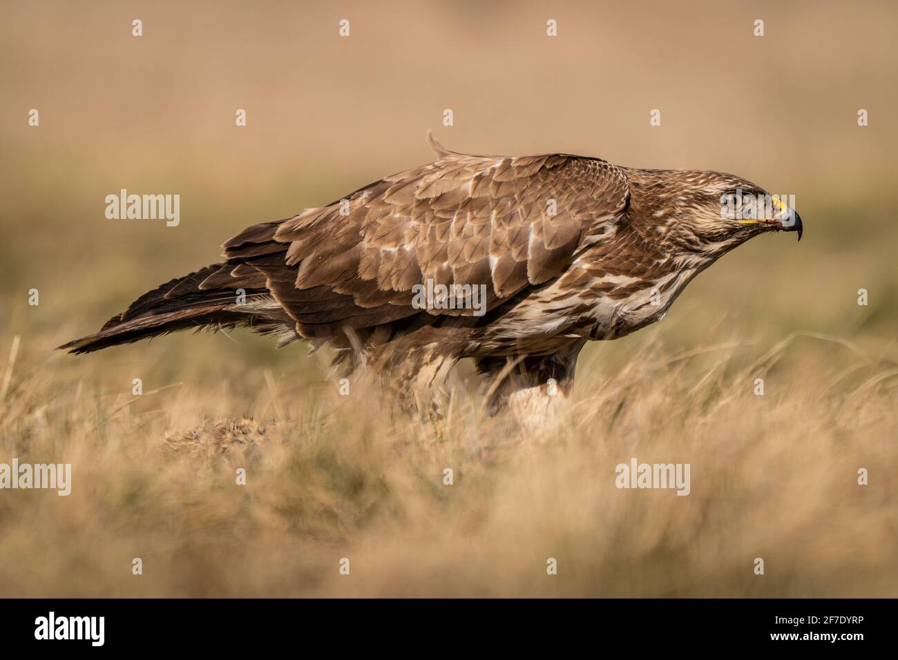 Buzzard on roof hi-res stock photography and images - Alamy