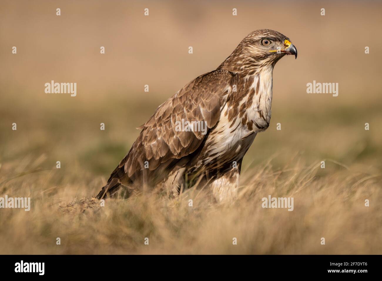 Buzzard on roof hi-res stock photography and images - Alamy