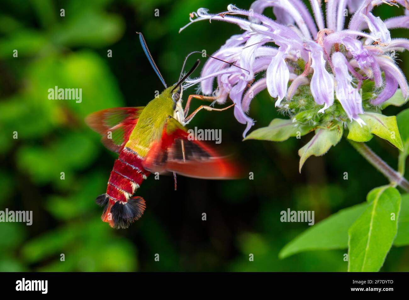 A Clear wing sphinx moth, Hemaris diffinis, feeding on beebalm Stock ...