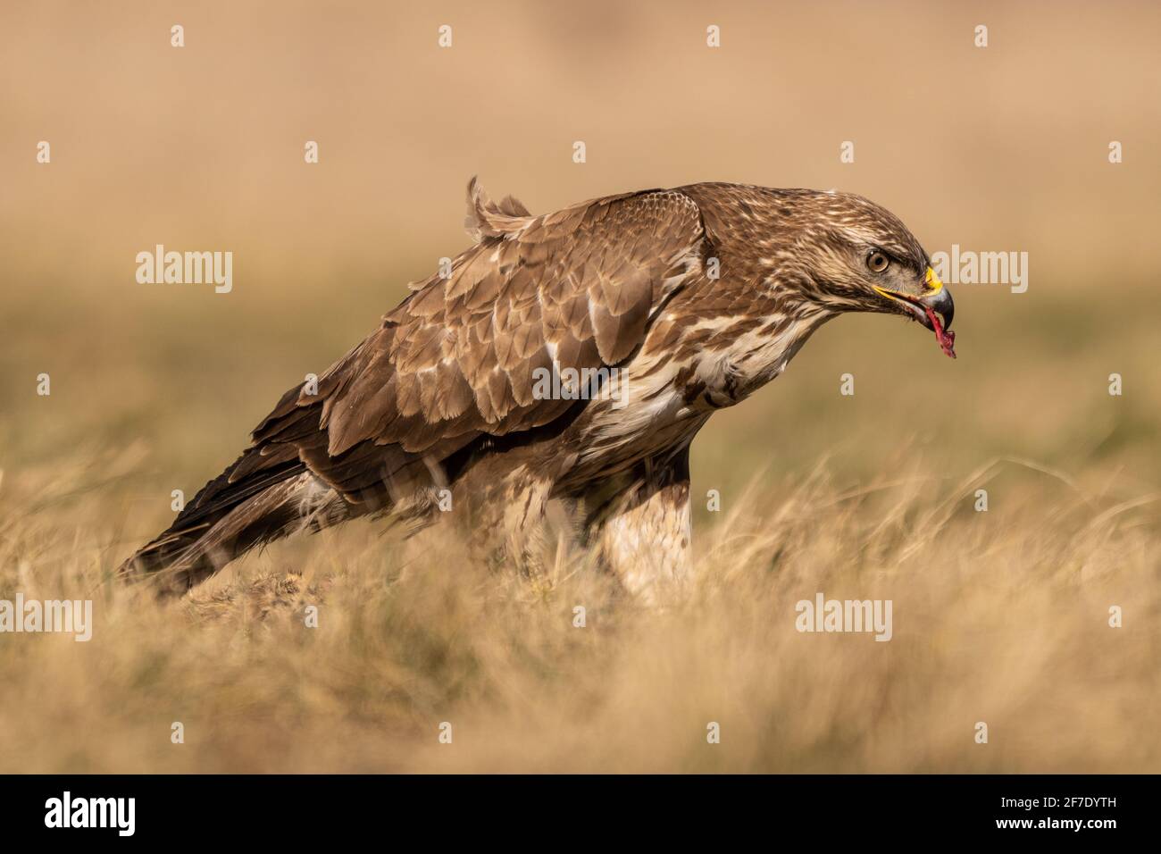 Buzzard on roof hi-res stock photography and images - Alamy