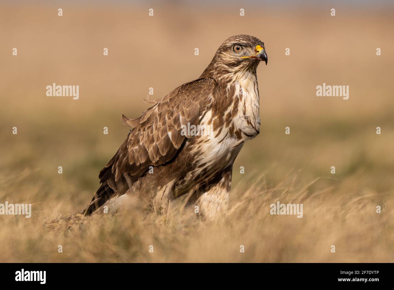 Buzzard on roof hi-res stock photography and images - Alamy