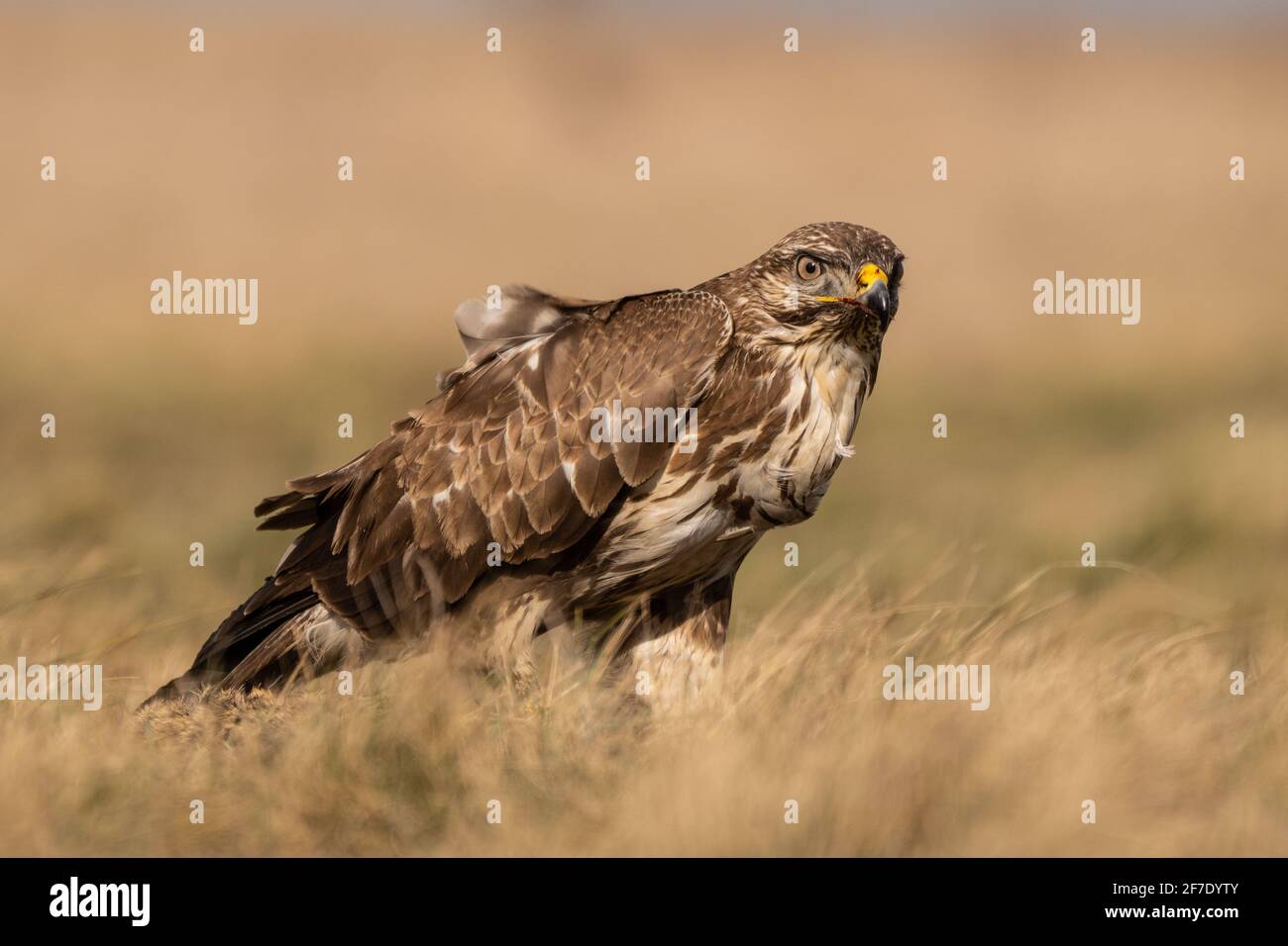Buzzard on roof hi-res stock photography and images - Alamy