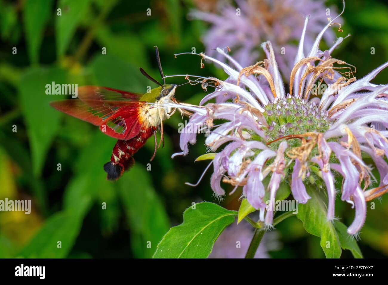 A Clear wing sphinx moth, Hemaris diffinis, feeding on beebalm Stock Photo - Alamy