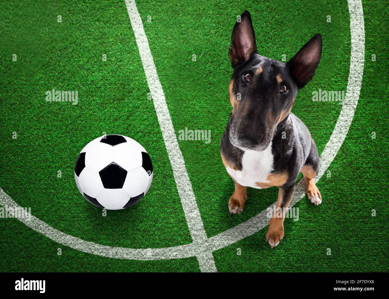 soccer bull terrier dog playing with leather ball , on football grass ...